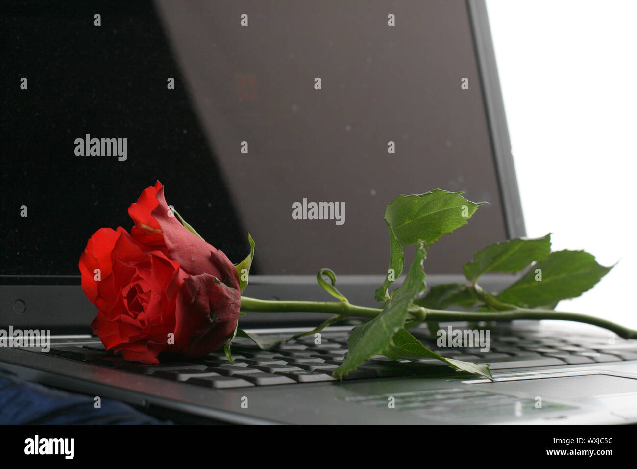 Red Rose On Laptop Computer High Resolution Stock Photography and ...