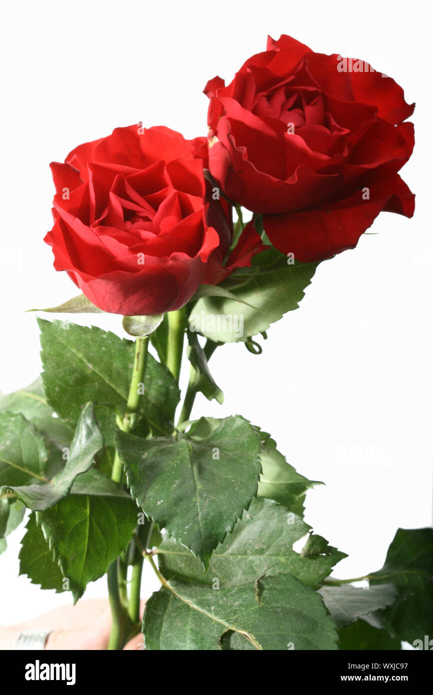 beautiful red rose spring flower close-up Stock Photo - Alamy