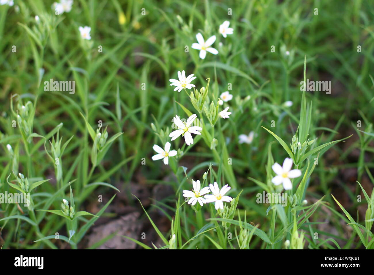 white spring flowers vegetation background Stock Photo - Alamy