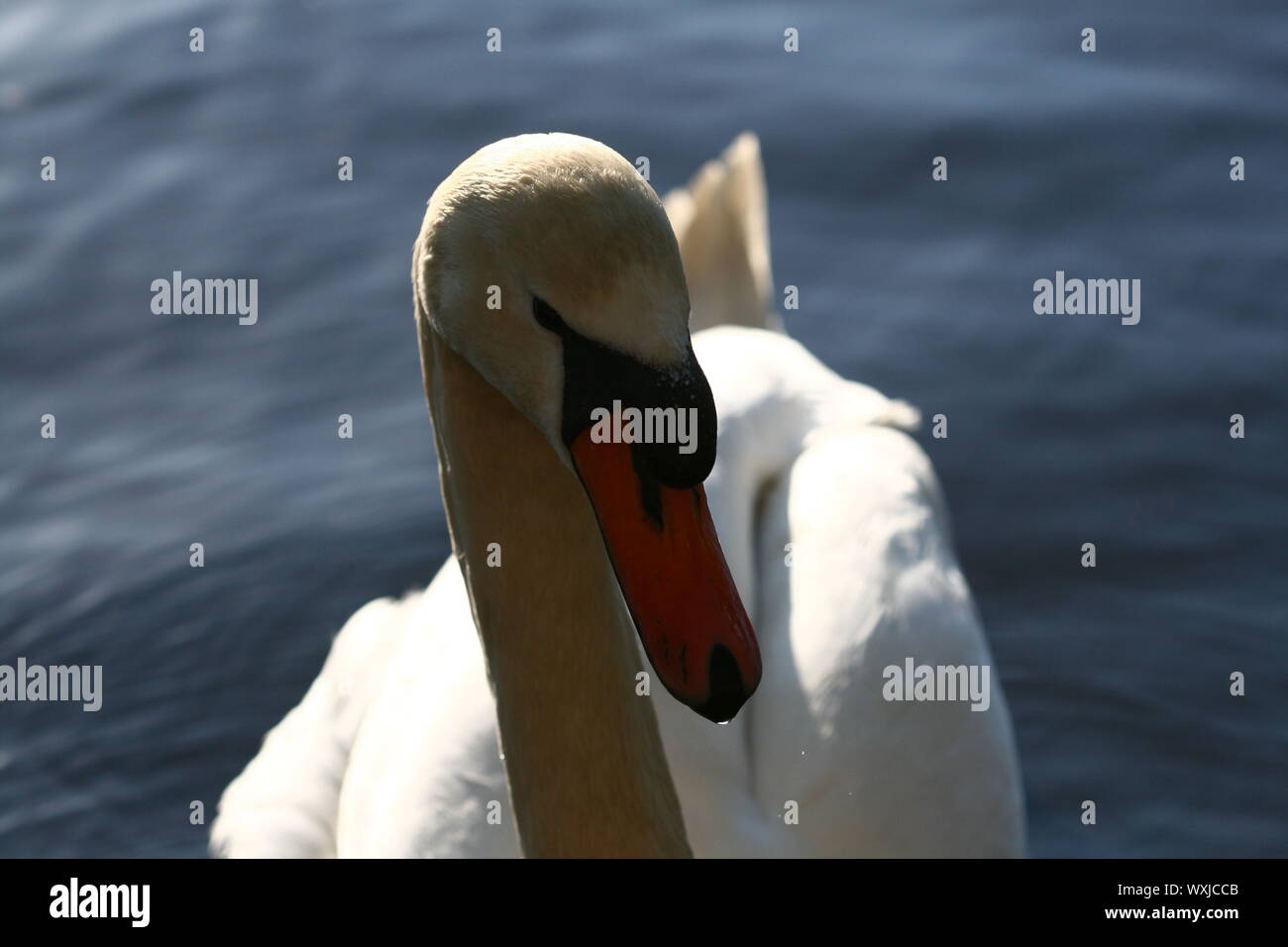 White swan in the water affectionate hi-res stock photography and ...