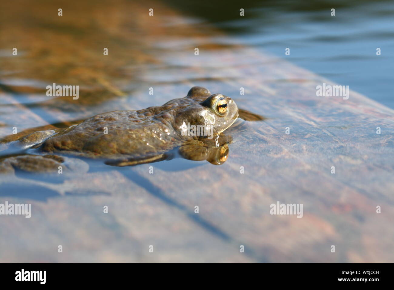 brown funny toad in water Stock Photo - Alamy