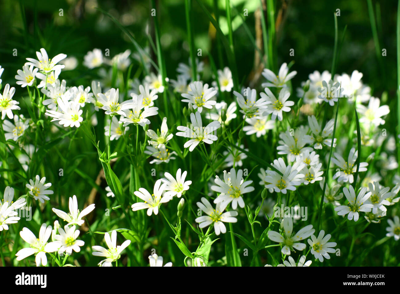 white spring flowers nature background Stock Photo - Alamy