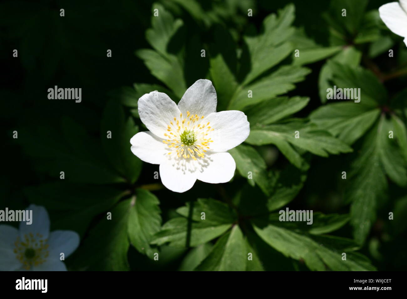 spring windflower beautiful nature background Stock Photo - Alamy