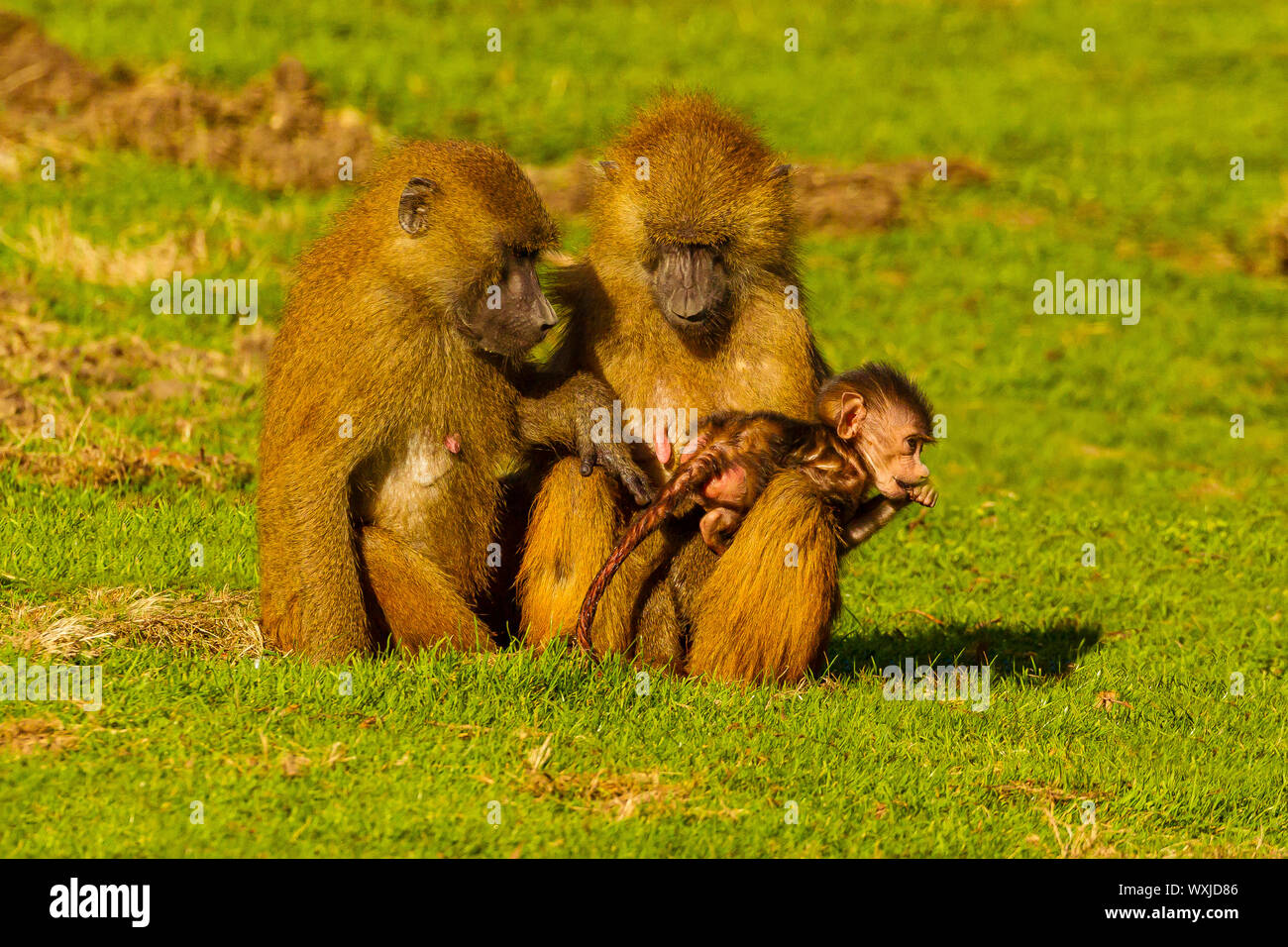 Guinea Baboon (Papio papio) Family Together Grooming each other Stock ...
