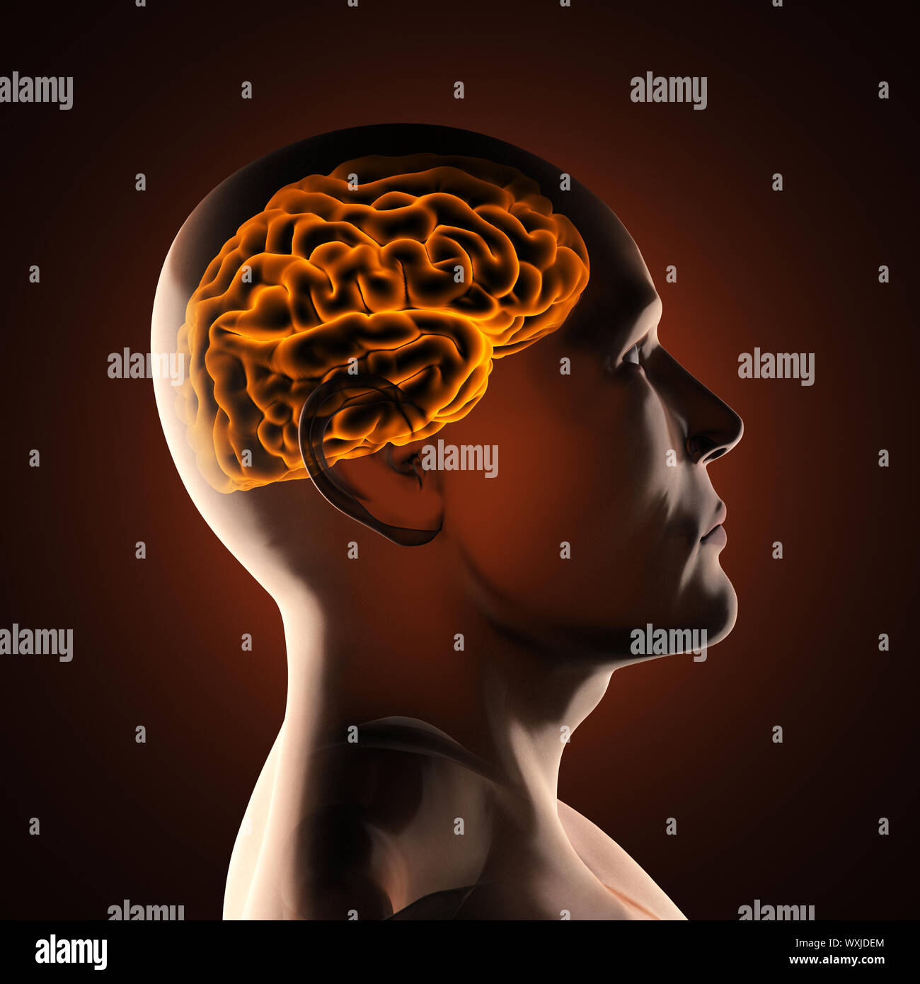 human brain radiography scan Stock Photo - Alamy