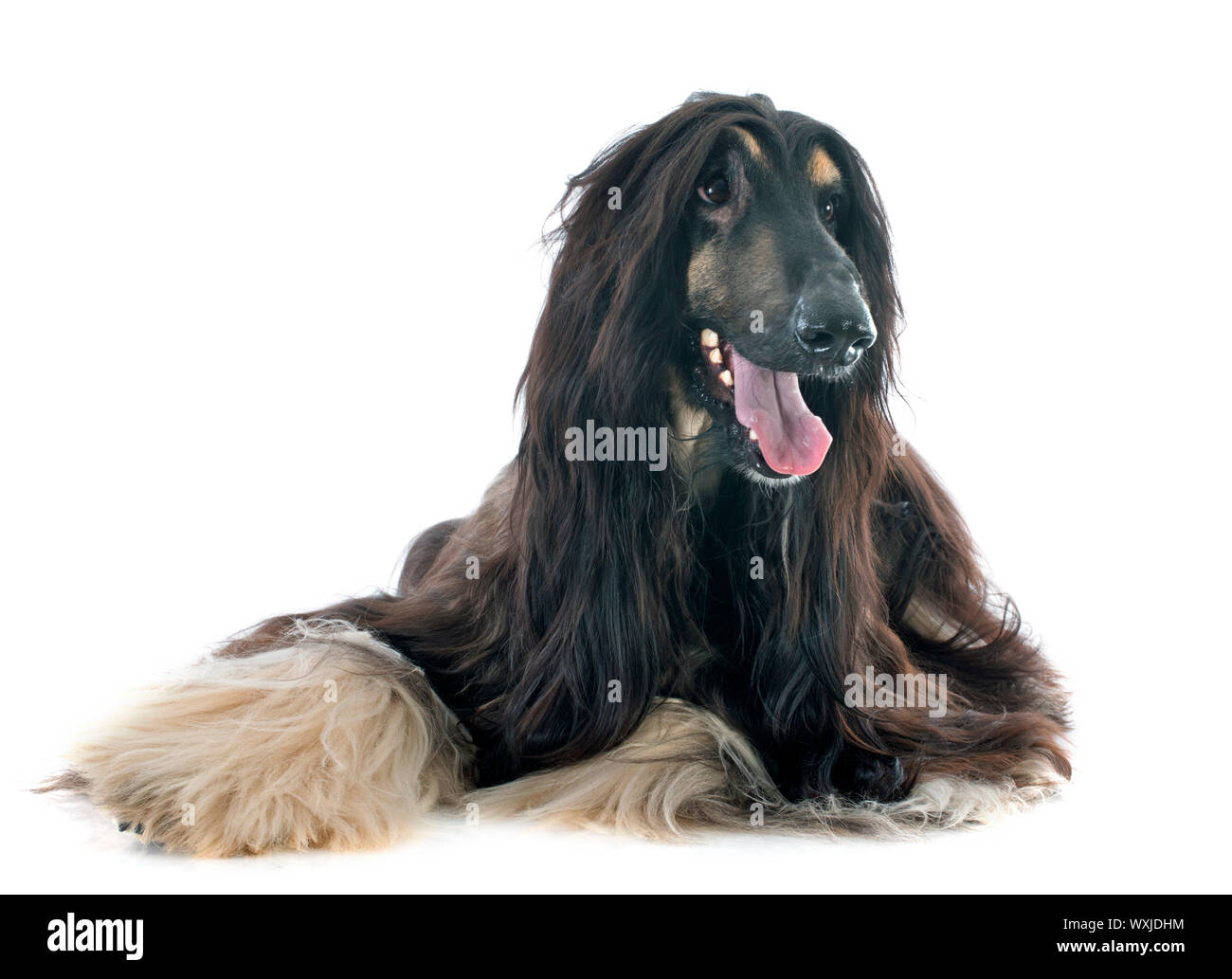 Afghan hound hair Cut Out Stock Images & Pictures - Alamy