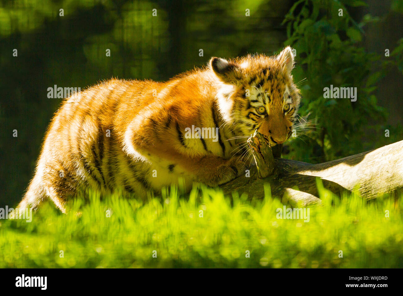 Tiger Claw Tree High Resolution Stock Photography and Images - Alamy