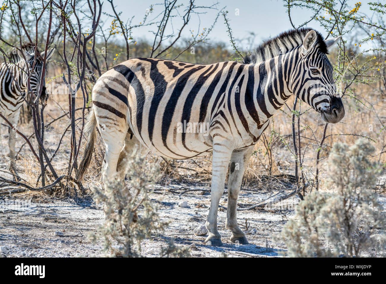 Namibian zebra hi-res stock photography and images - Alamy