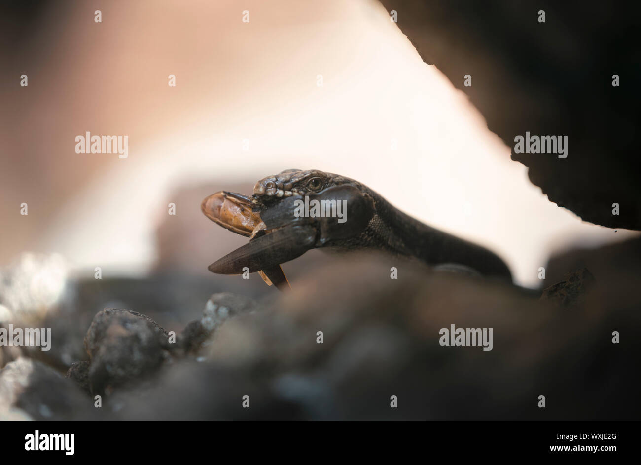 Tree-crevice skink (Egernia striolata) with beetle prey, Australia ...