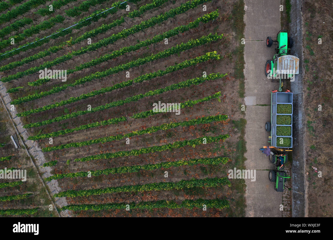 Escherndorf, Germany. 17th Sep, 2019. Winegrowers prepare freshly ...
