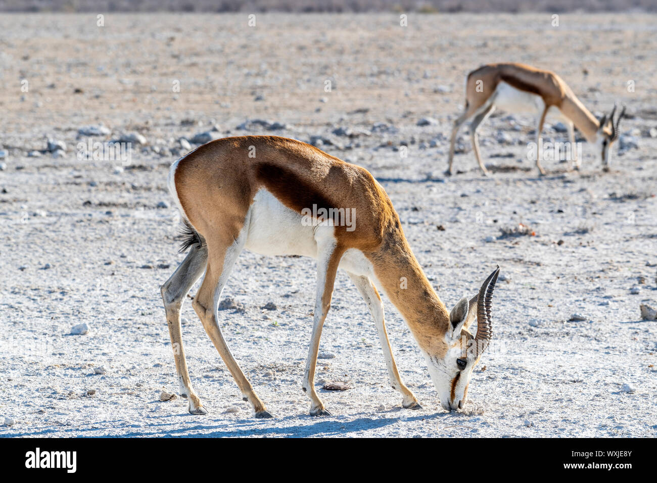 Antelope savanna namibia hi-res stock photography and images - Alamy