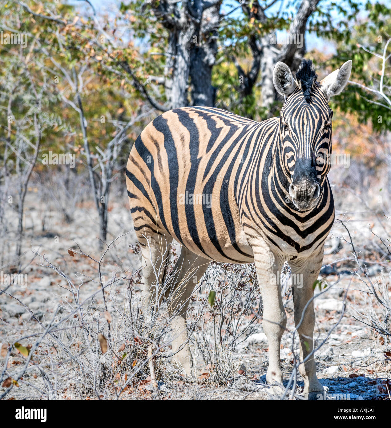 Namibian zebra hi-res stock photography and images - Alamy