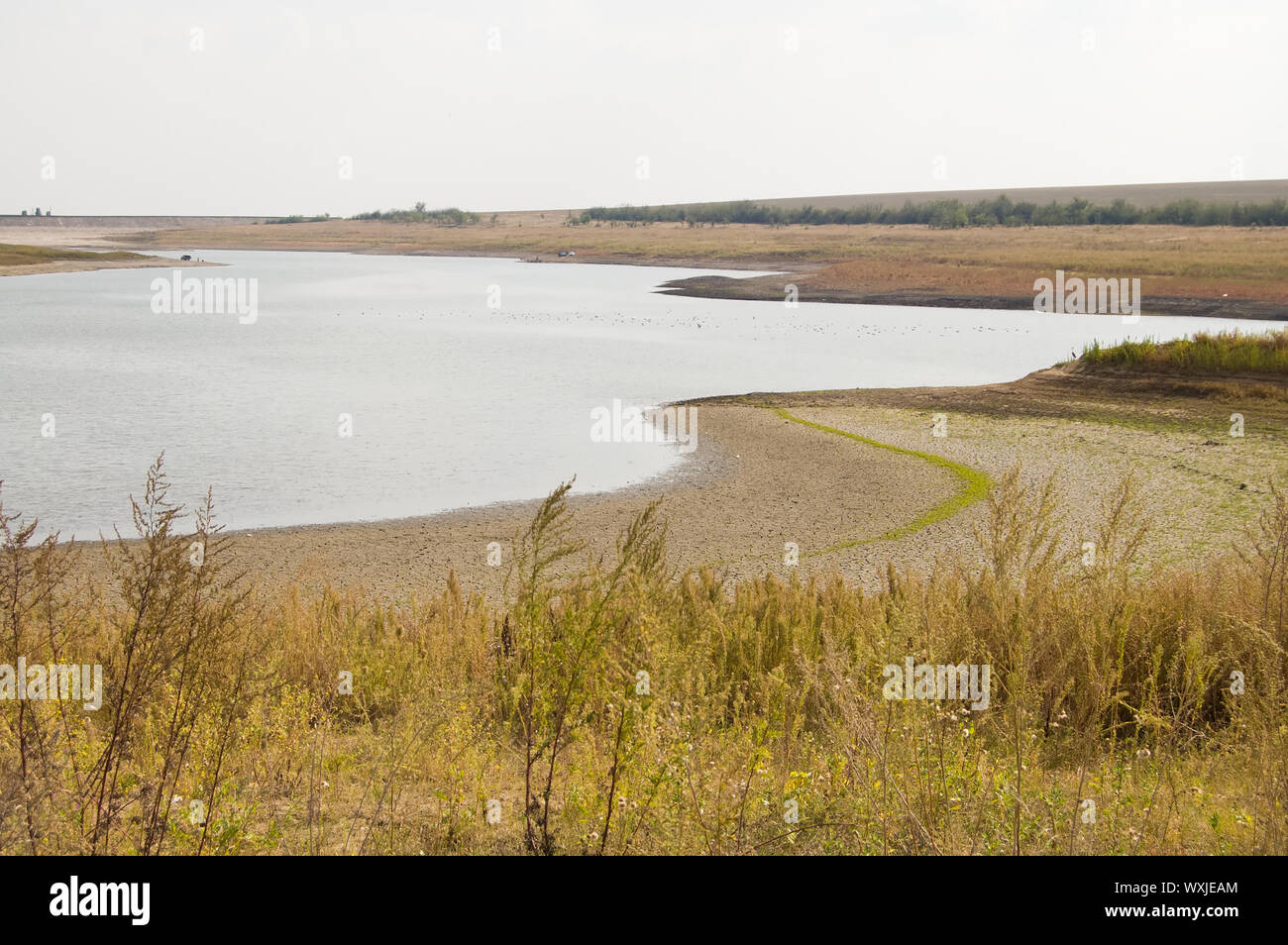 Bush at steppe summer view hi-res stock photography and images - Alamy