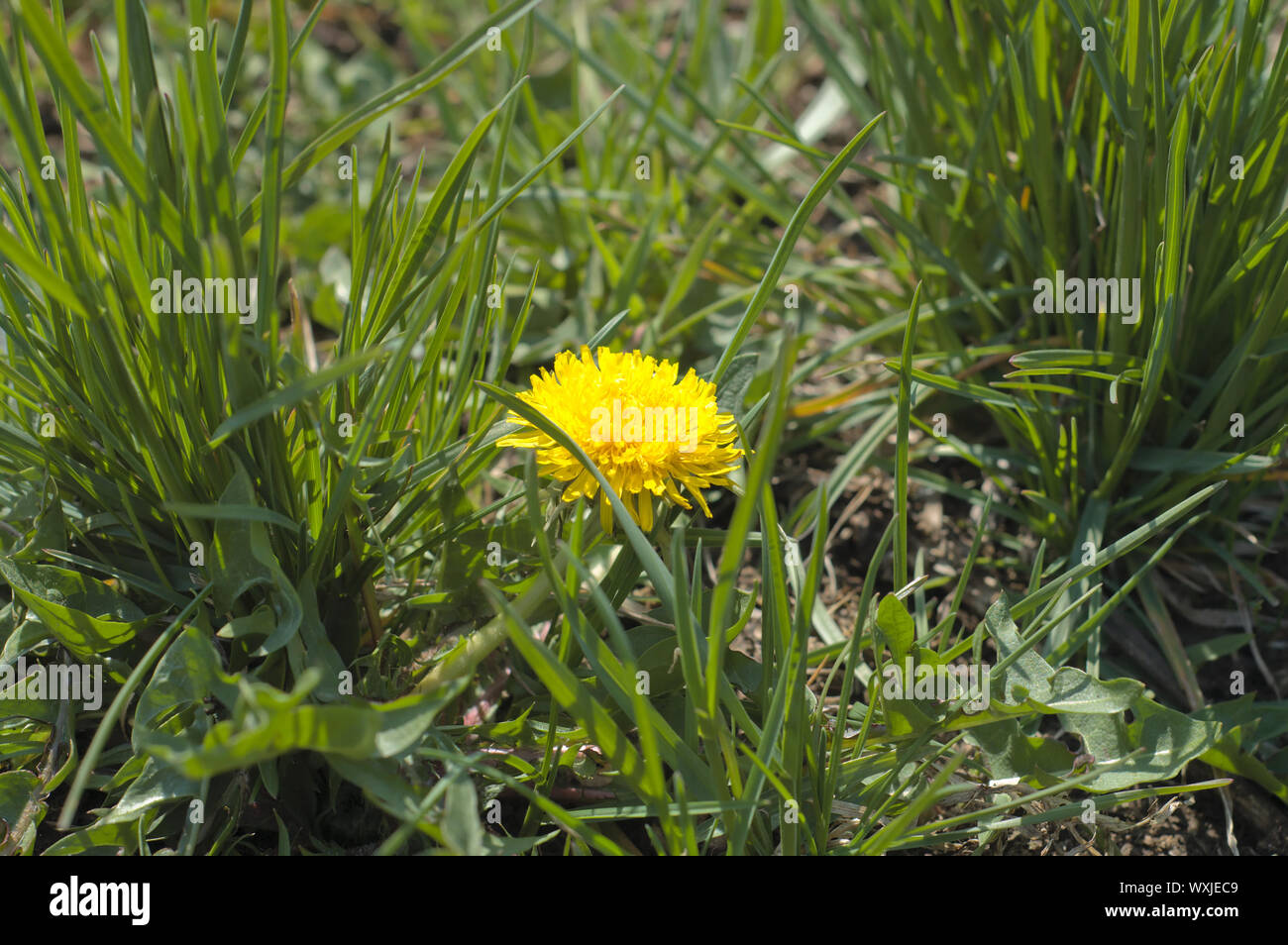 dandelion in field Stock Photo - Alamy