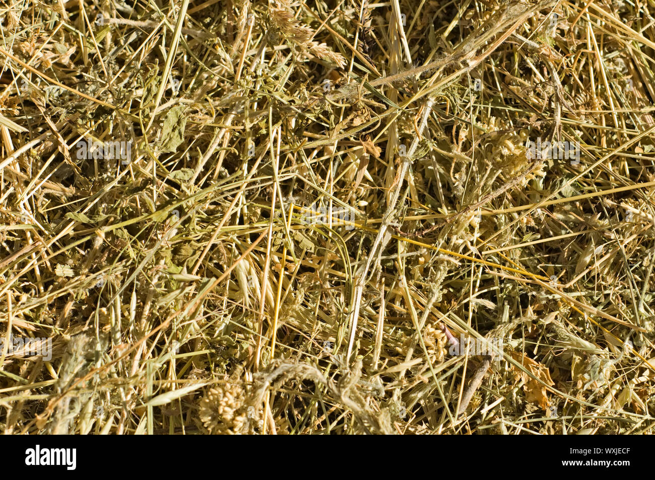 hay closeup as background Stock Photo - Alamy