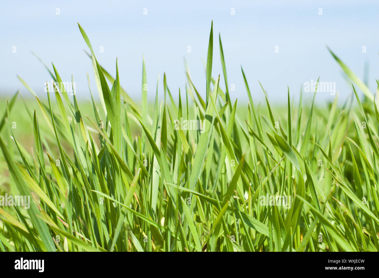 green grass and sky Stock Photo - Alamy