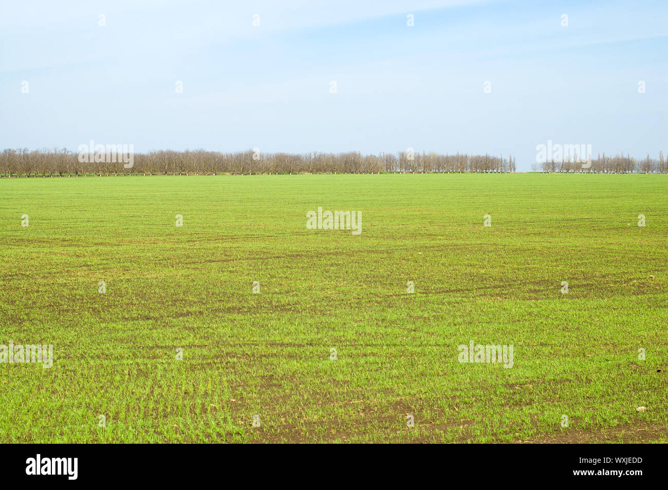 green field at spring Stock Photo - Alamy