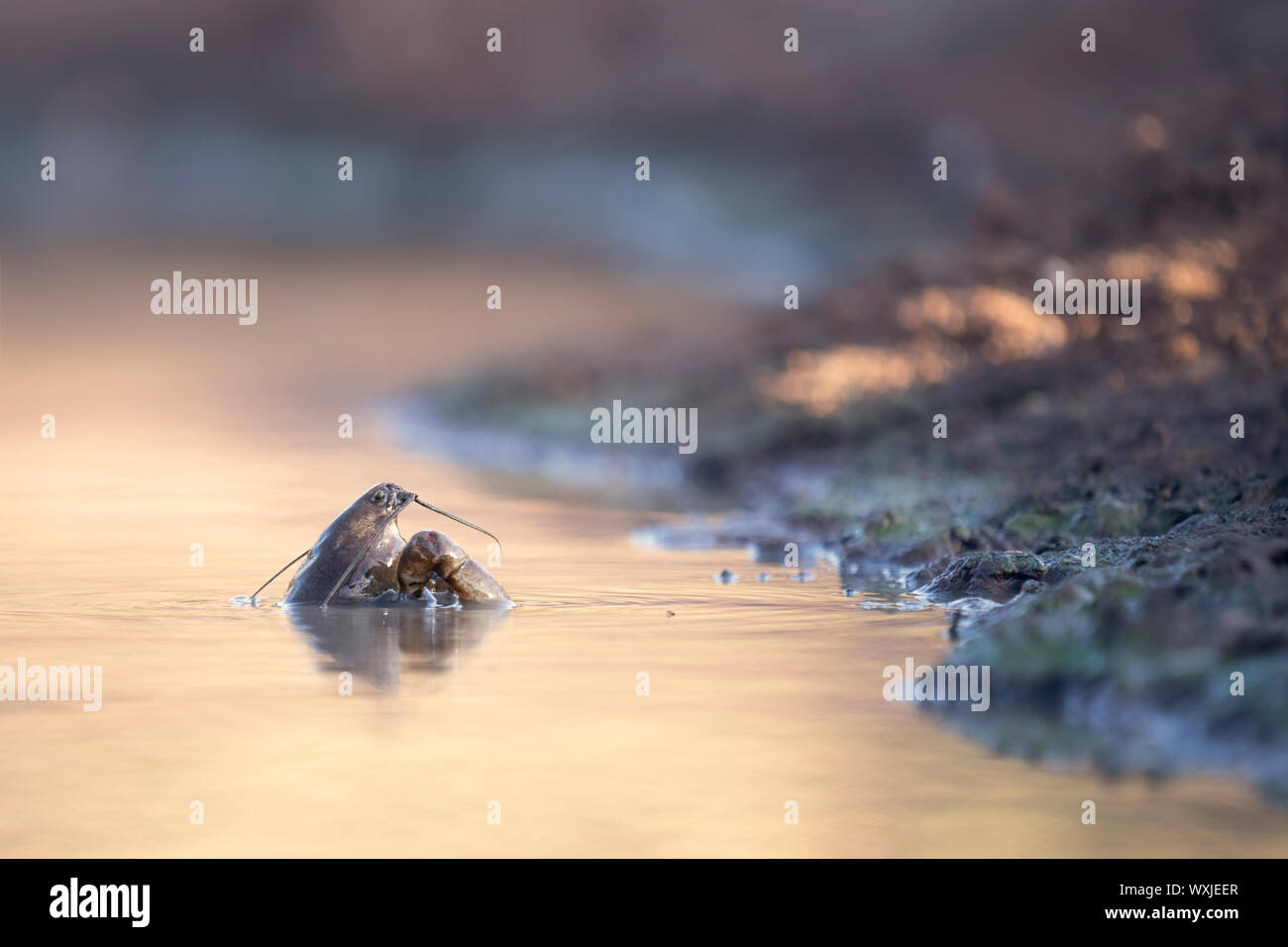 Common Yabby emerging from a river, Australia Stock Photo - Alamy
