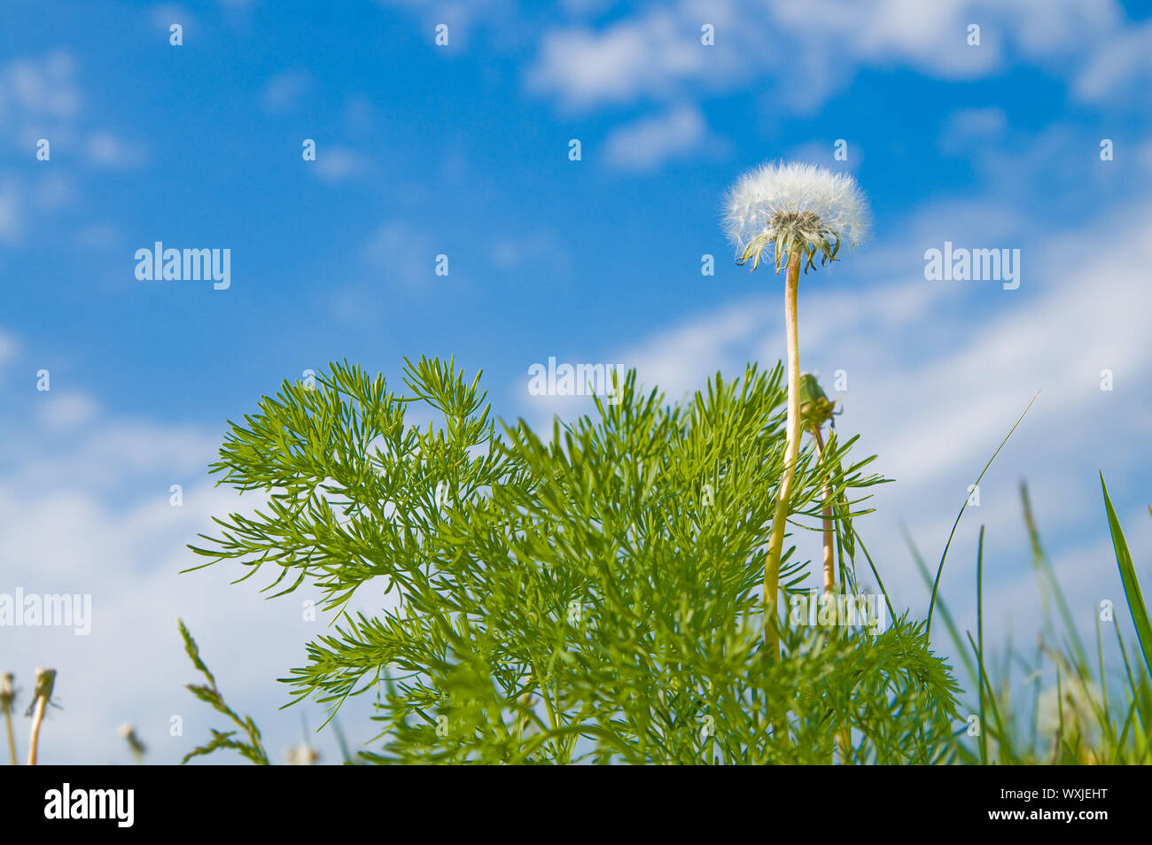 old dandelion and blue sky Stock Photo - Alamy