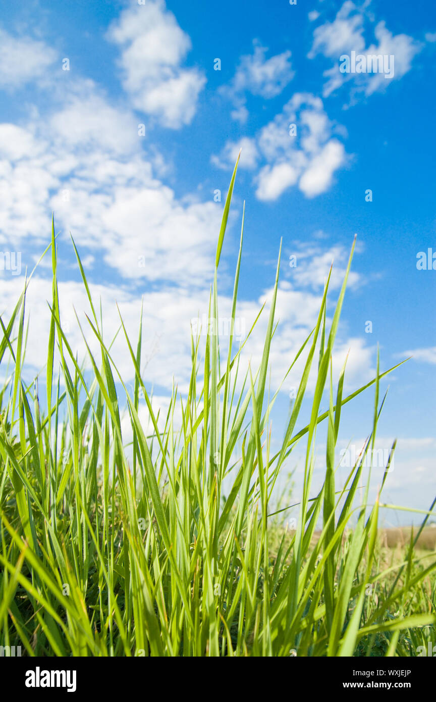green grass and blue sky with clouds Stock Photo - Alamy