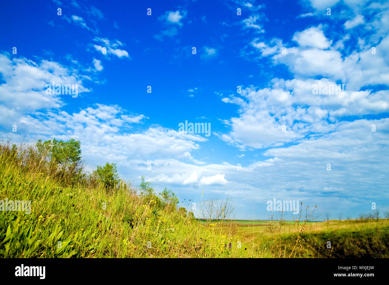 Summer landscape with bright blue sky Stock Photo - Alamy
