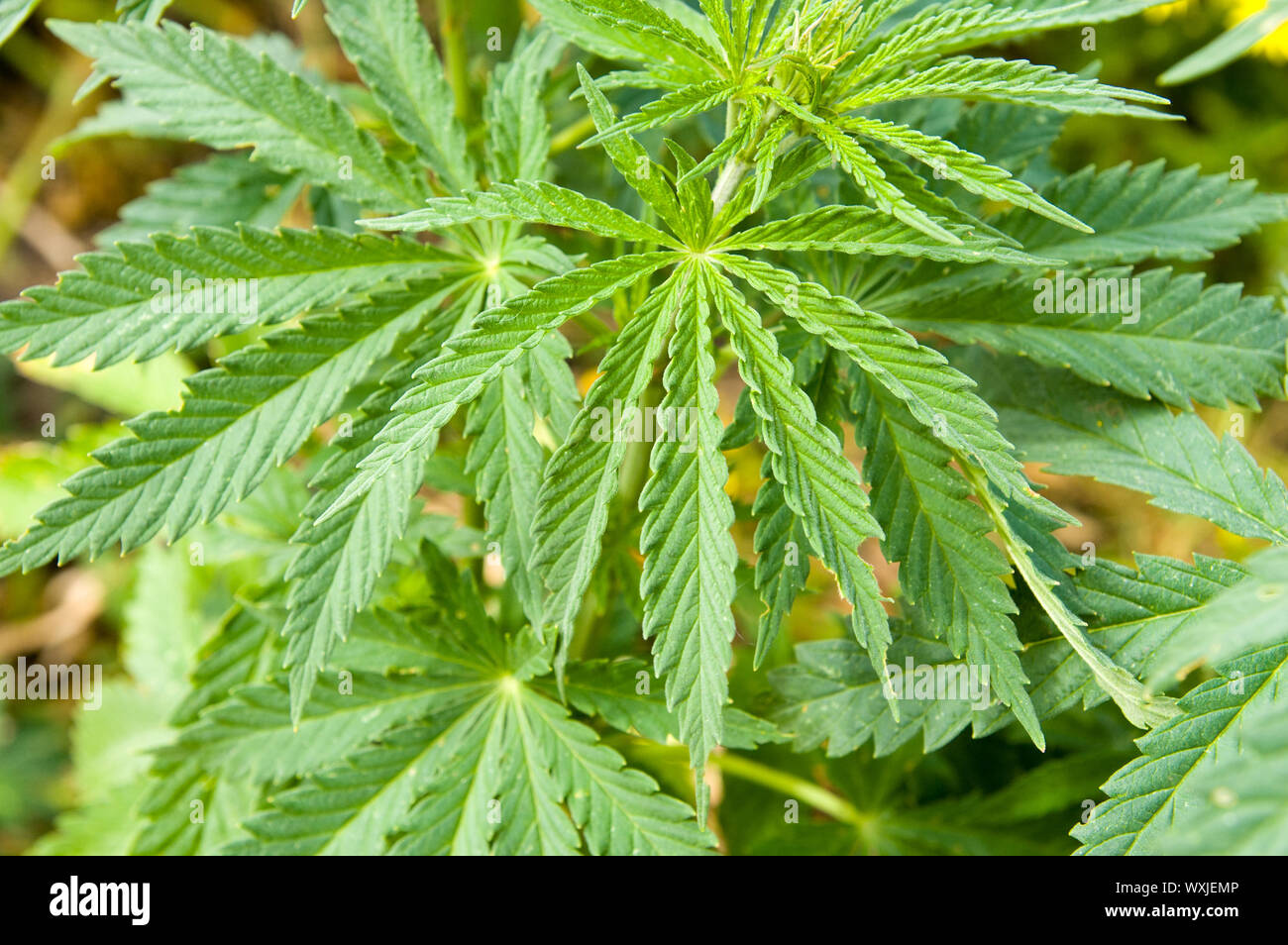 bush of green hemp closeup Stock Photo - Alamy