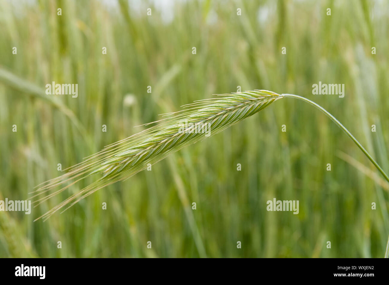 one green ear of rye Stock Photo - Alamy