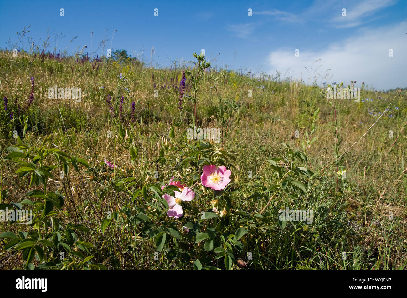 nature view with flower Stock Photo - Alamy