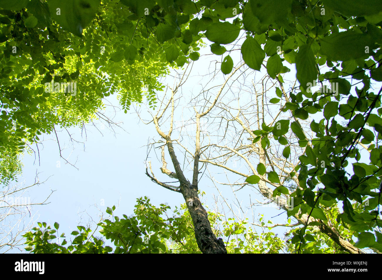 natural frame with tree and sky Stock Photo - Alamy