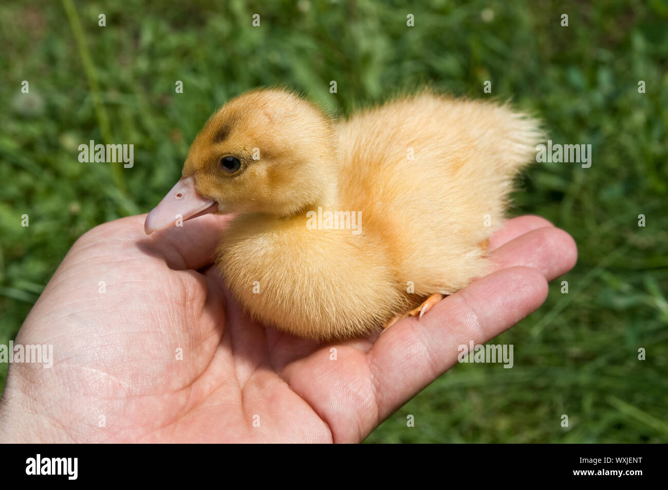 little duck in hand Stock Photo - Alamy