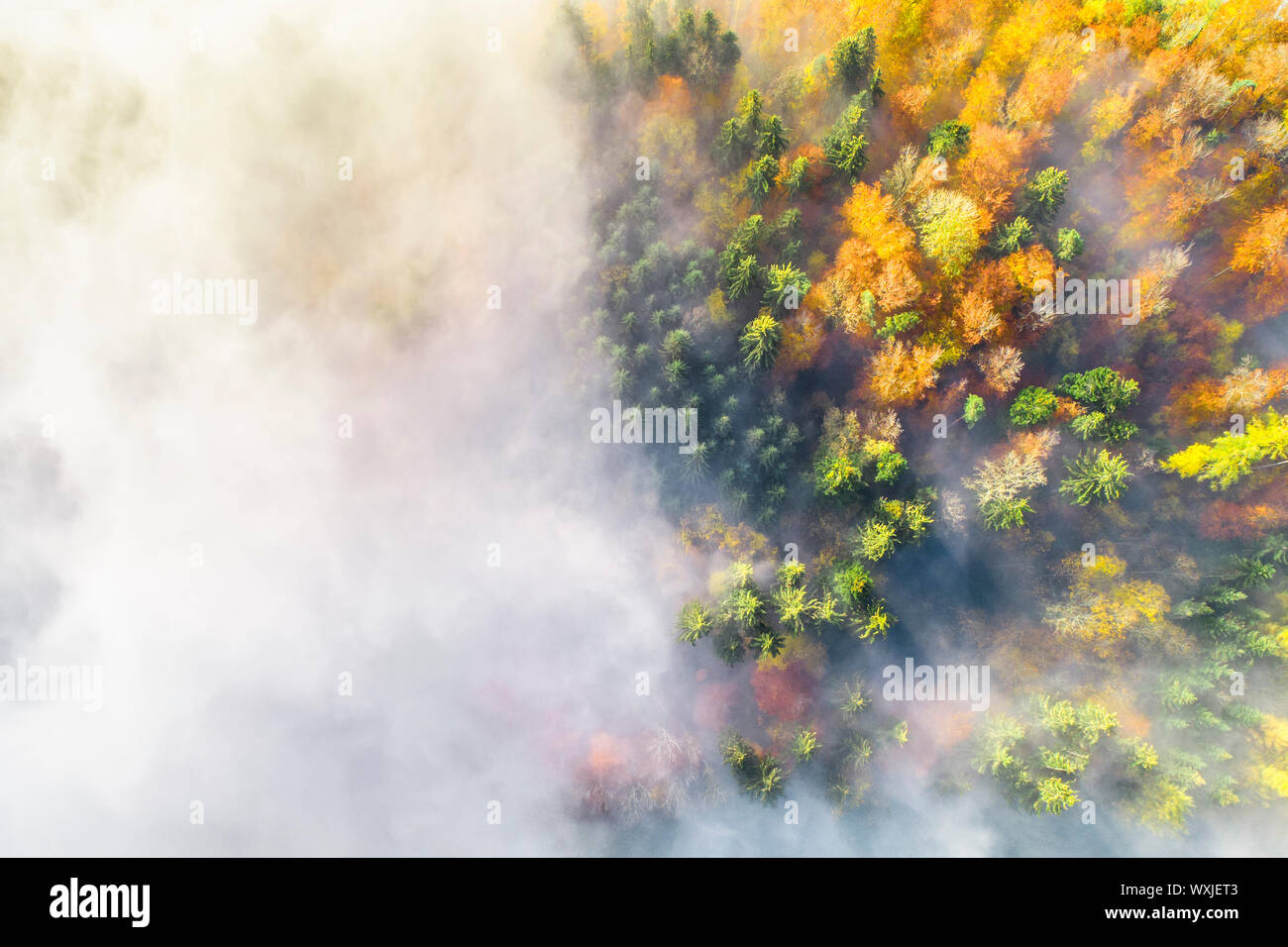 Mixed forest with fog in autum, photographed by an unmanned aerial ...