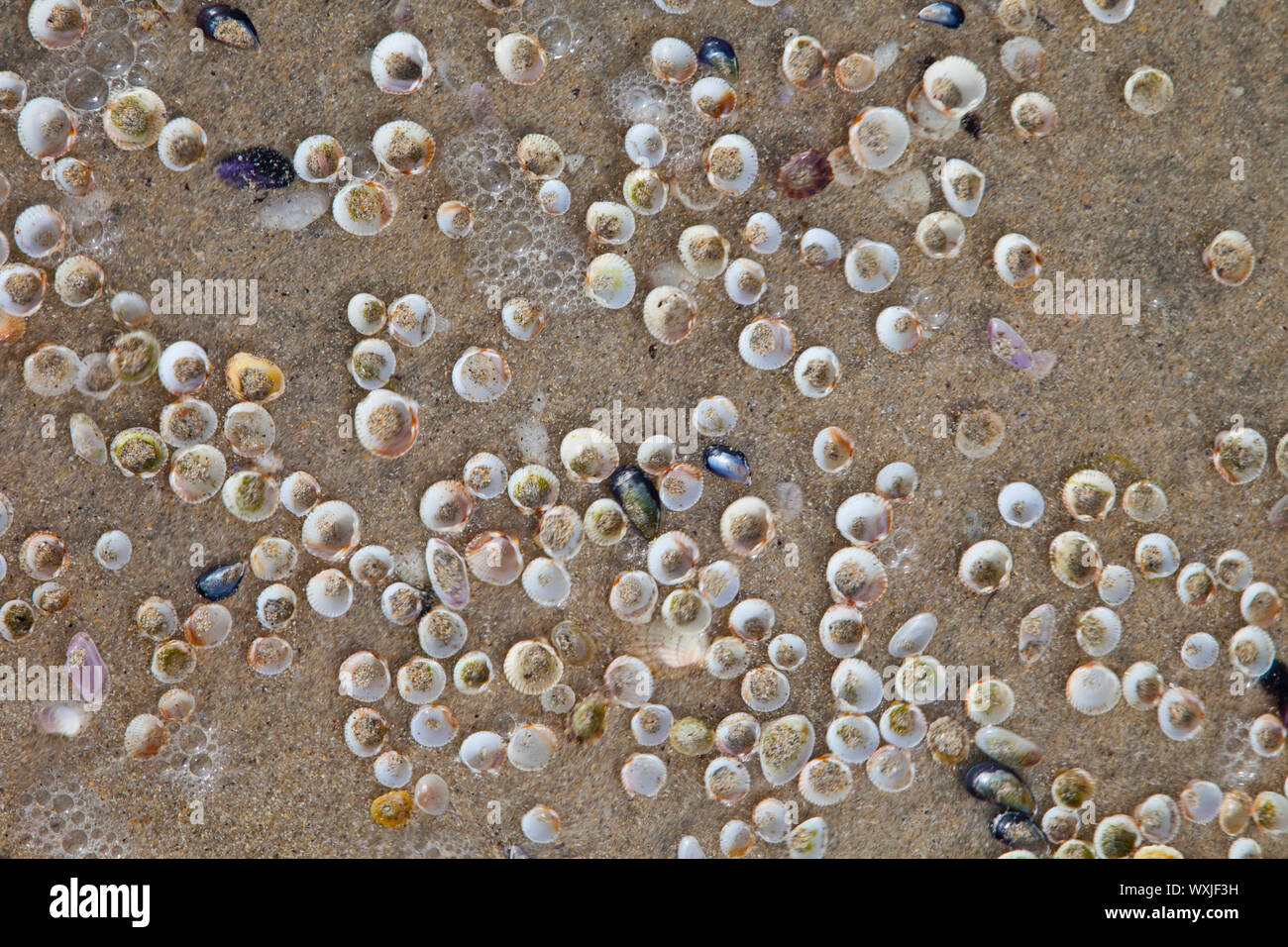 Diseños en la arena. Bancos de arena de Luskentyre. Sand Patterns ...
