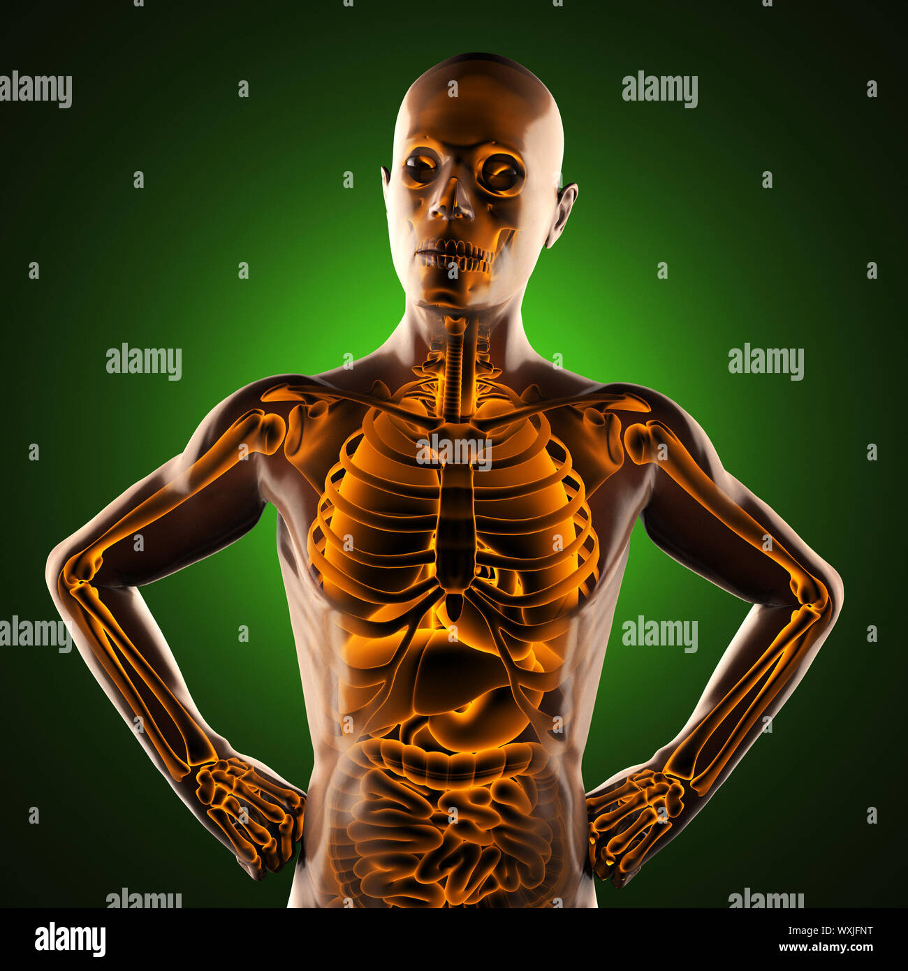 human entrails radiography scan Stock Photo - Alamy