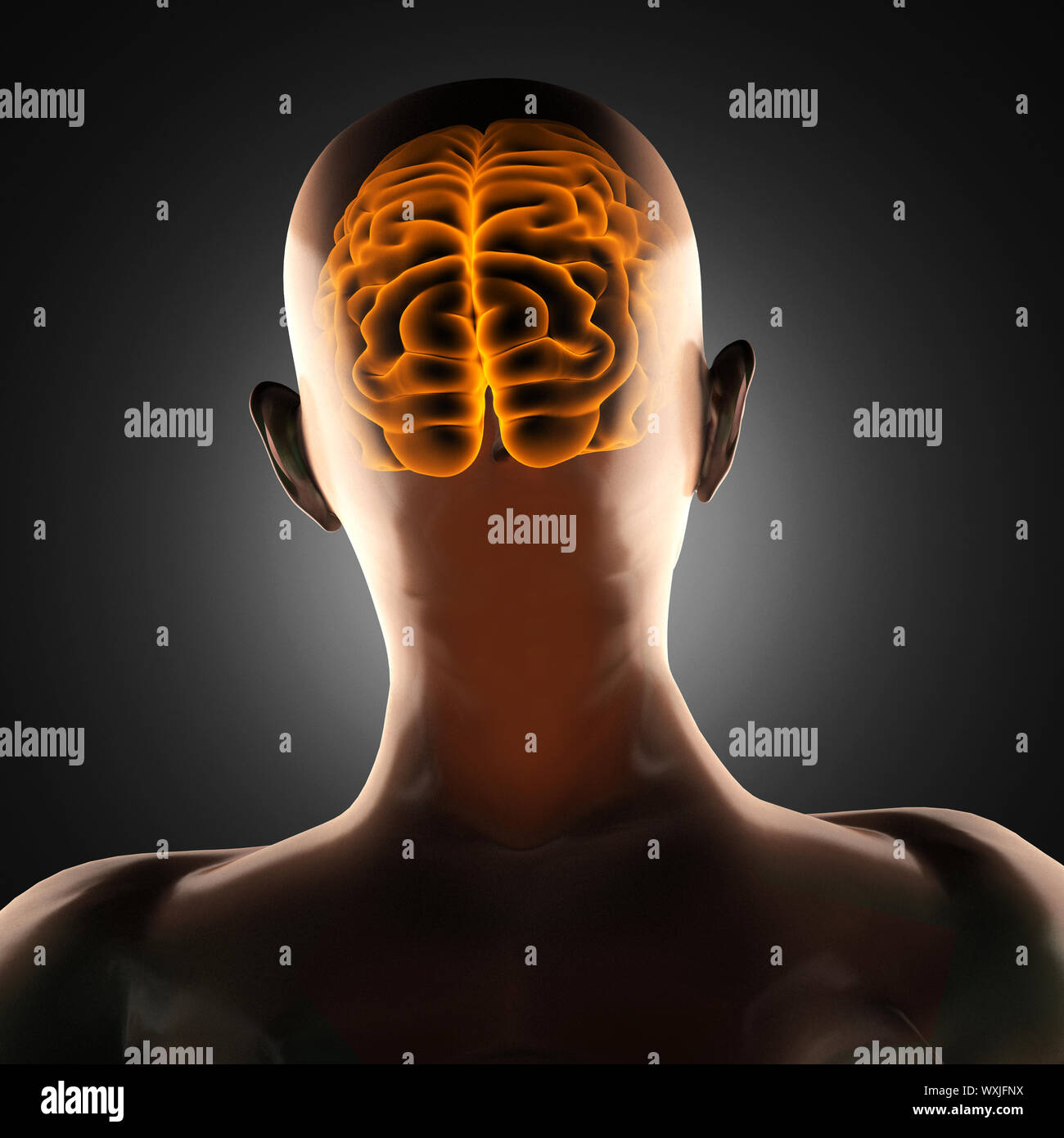 human brain radiography scan Stock Photo - Alamy