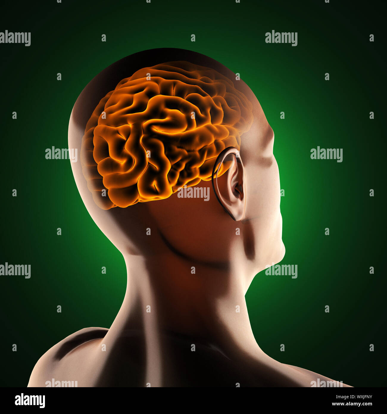 human brain radiography scan Stock Photo - Alamy