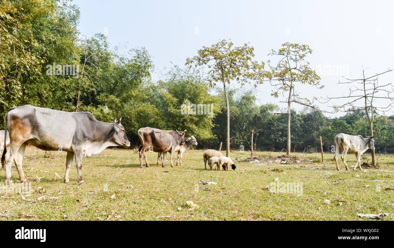 Cattle grazing in field. A typical dairy farm land in rural Bengal ...