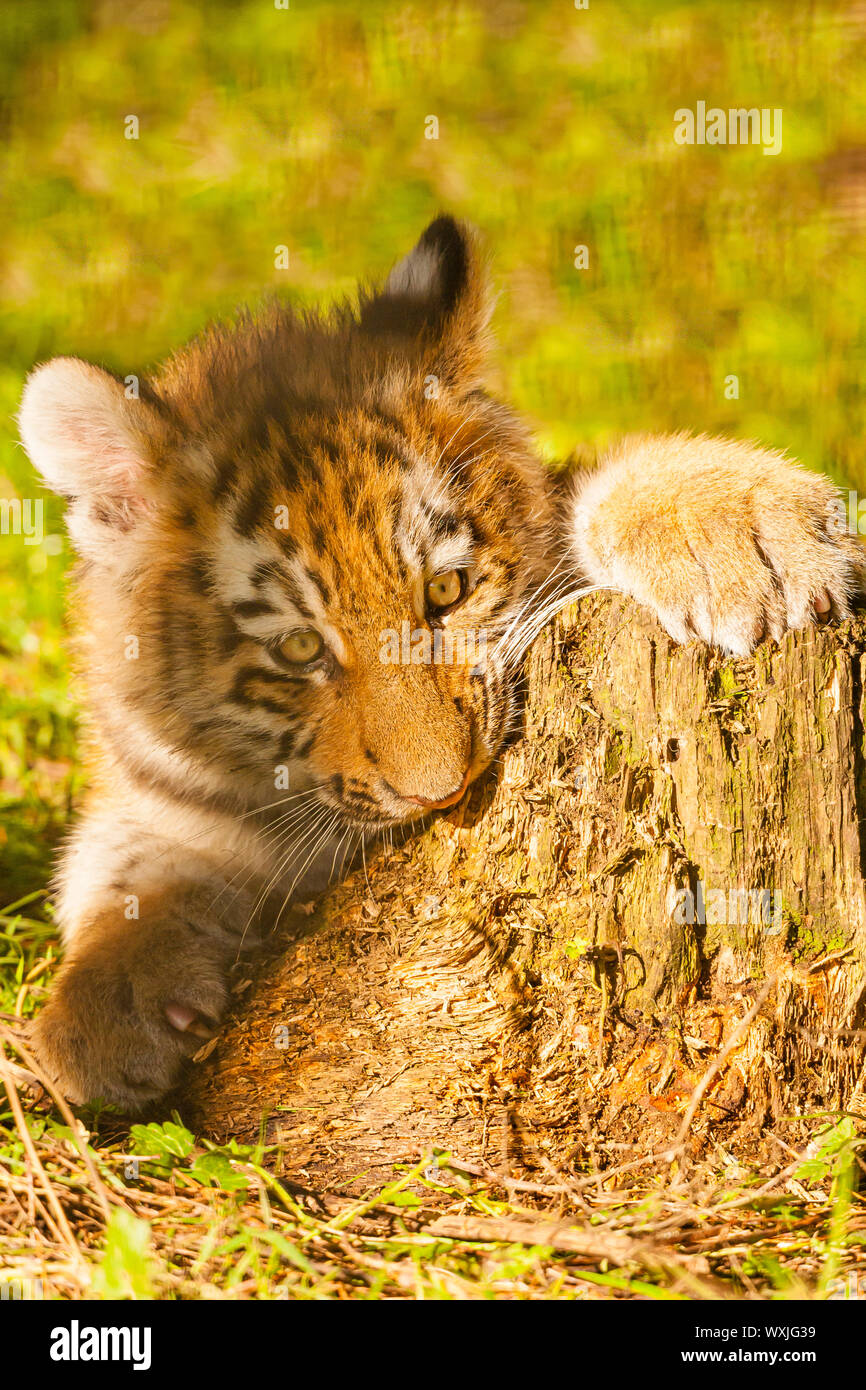 Amur/Siberian Tiger Cub (Panthera Tigris Altaica) lying on Tree Stump ...