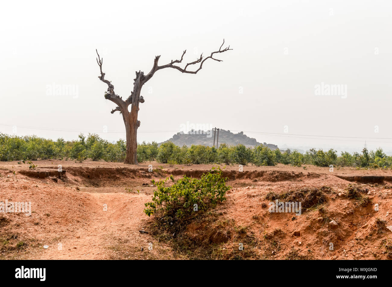 Landscape with dry lone bare tree in Dry hilly Semi-arid area of Chota ...