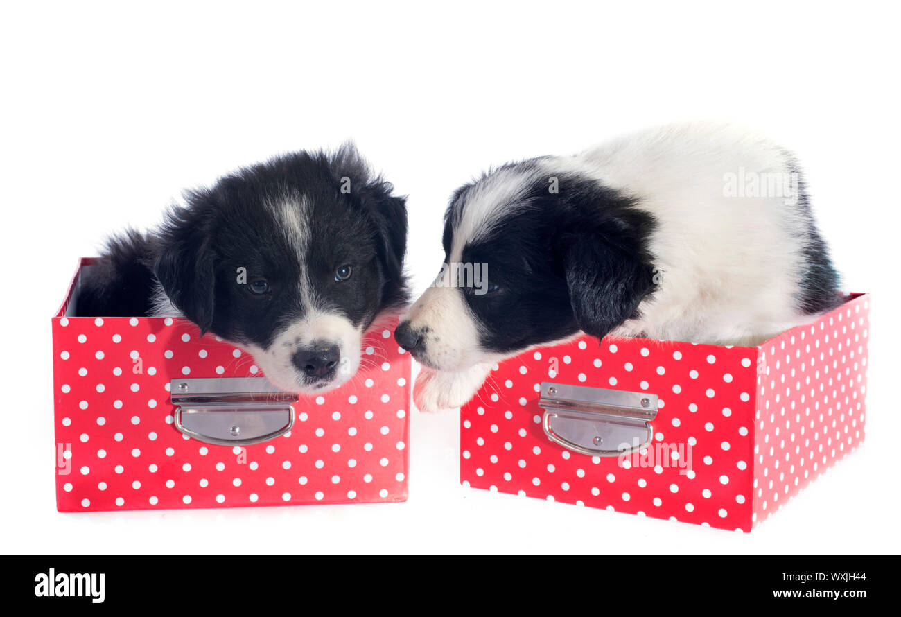 portrait of puppies border collie in a box in front of white background ...
