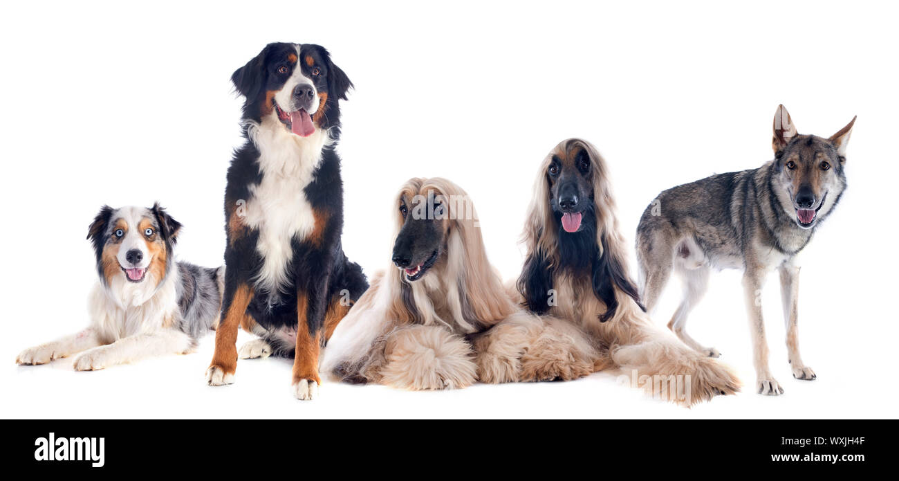 five large dogs in front of white background Stock Photo - Alamy