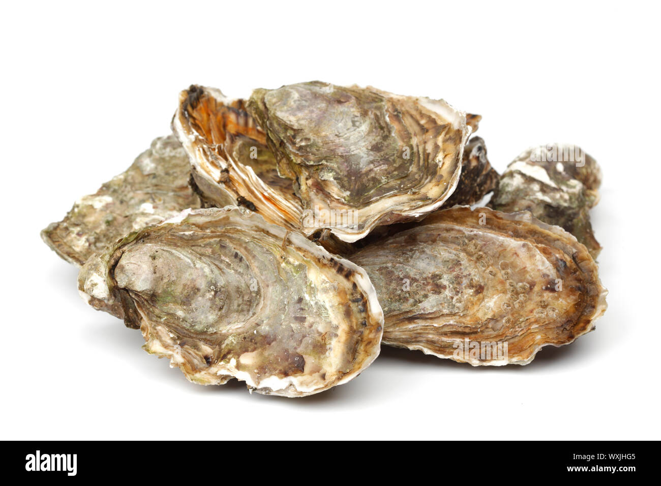 Oysters isolated on white background Stock Photo - Alamy