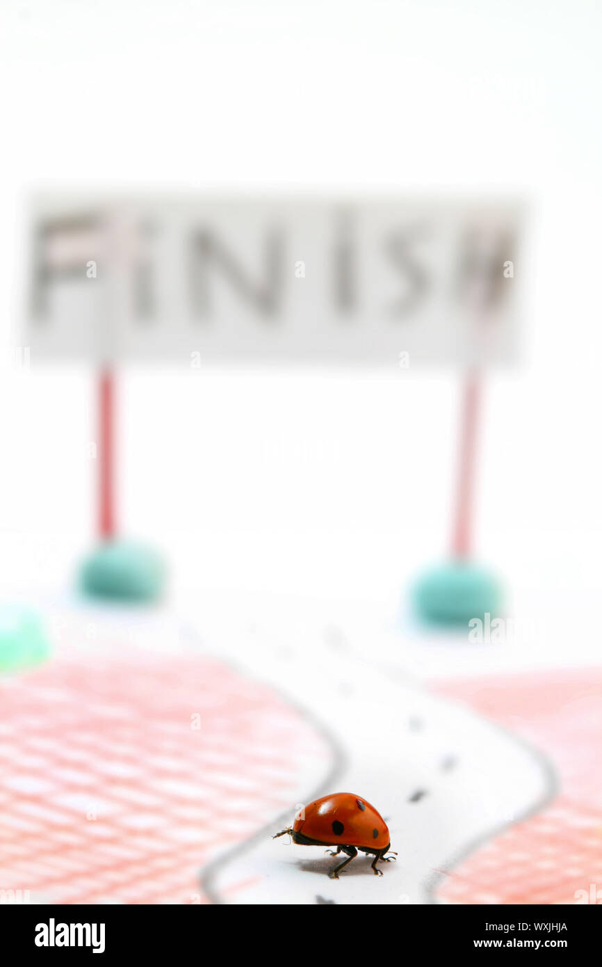 fast ladybug racer run to finish Stock Photo - Alamy
