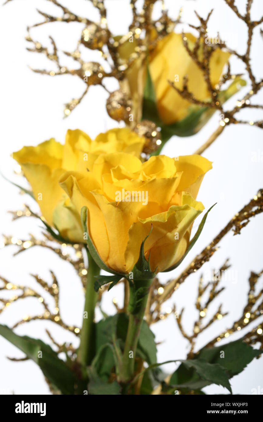 Yellow design hi-res stock photography and images - Alamy