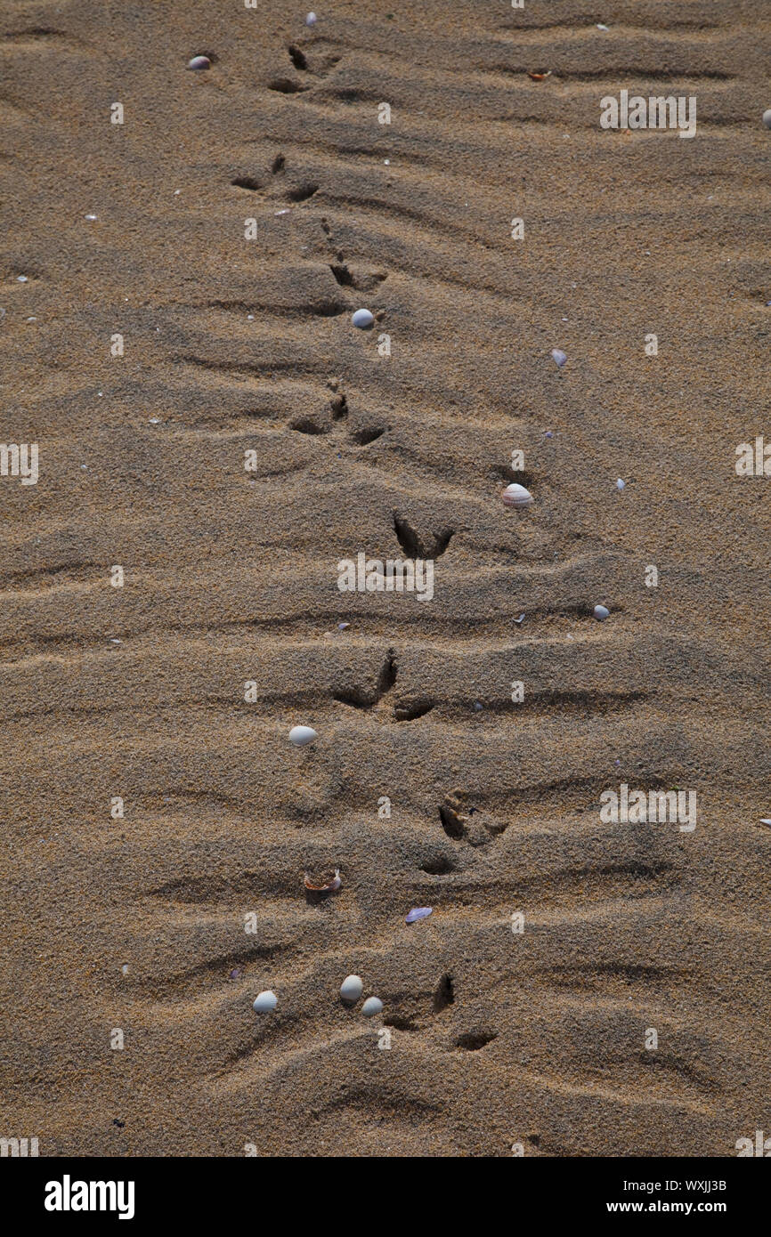 Huellas de gaviota hi-res stock photography and images - Alamy