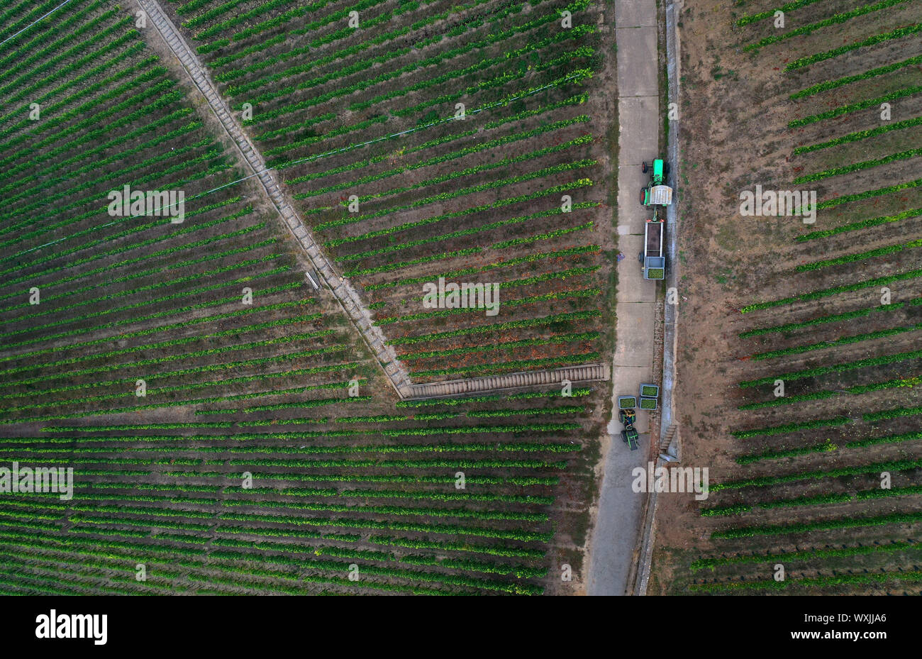 Escherndorf, Germany. 17th Sep, 2019. Winegrowers prepare freshly ...