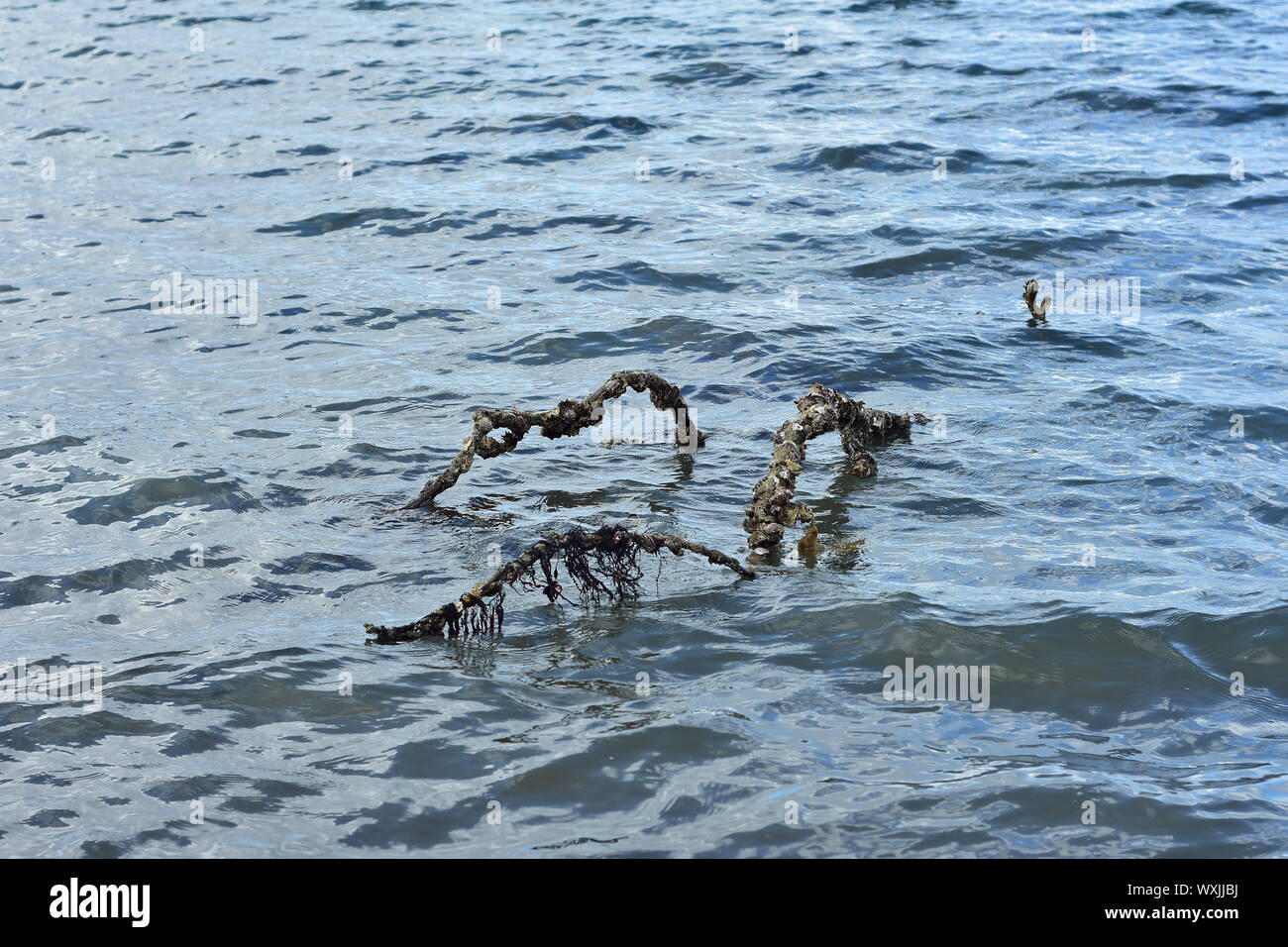 Sunken tree branches covered with oyster shells and sea weeds ...