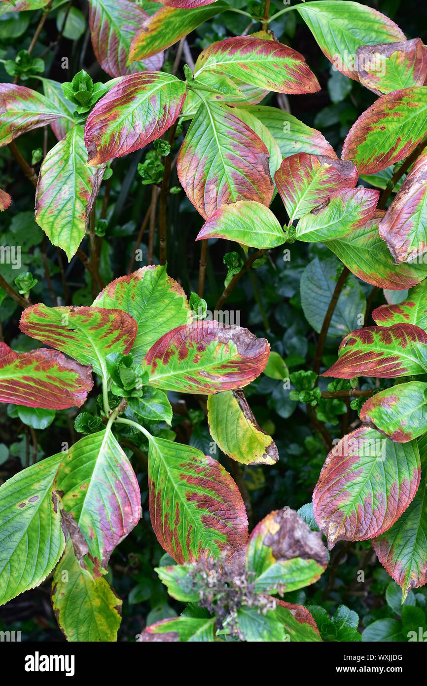 Green leaves with brown patterns around edges Stock Photo - Alamy