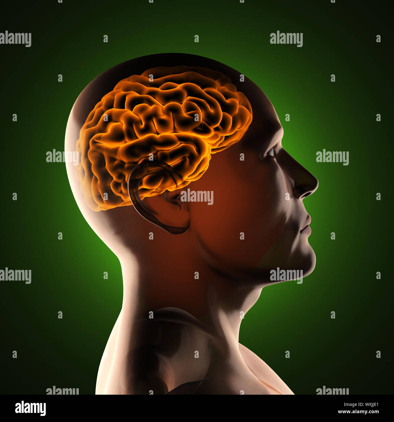 human brain radiography scan Stock Photo - Alamy