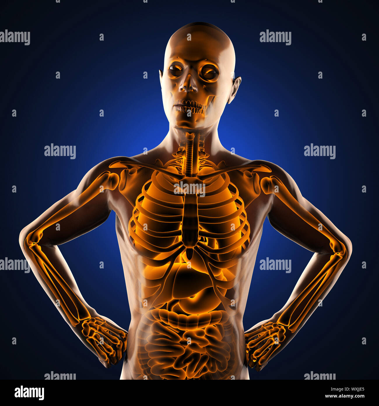 human entrails radiography scan Stock Photo - Alamy