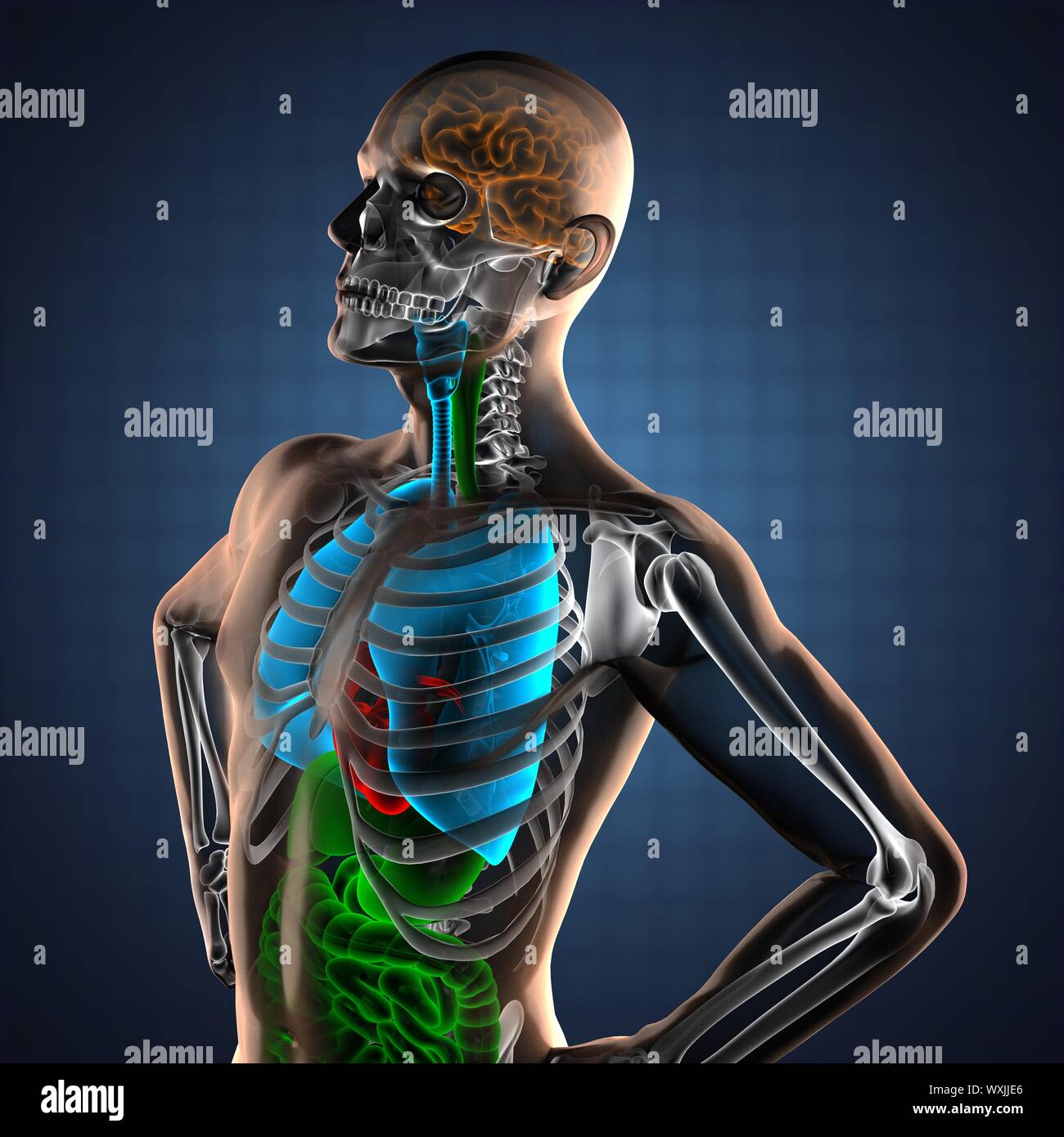 human entrails radiography scan Stock Photo - Alamy